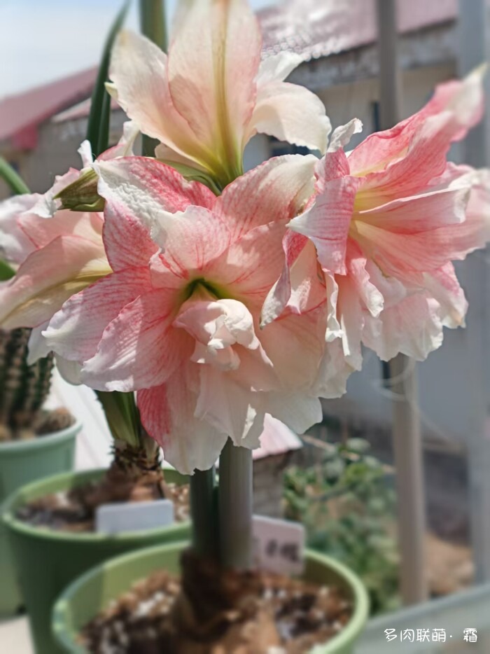 朱顶红长生草的坑你要不要来？ – 多肉联萌