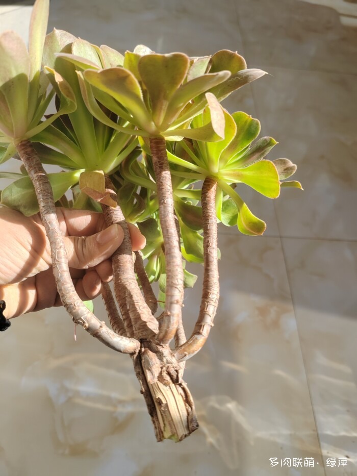 十二月，为多肉筑起光的暖房 – 多肉联萌